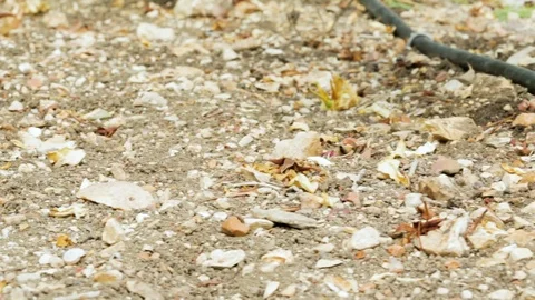 Water dripping from a pipe with drip irr... | Stock Video | Pond5