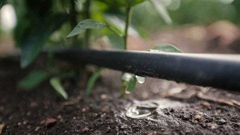 Water Dripping From A Pipe With Drip Irr... | Stock Video | Pond5