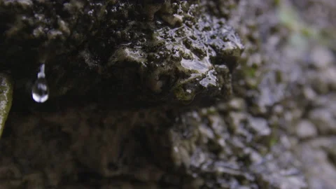 Dripping Water On Rock Stock Video Footage | Royalty Free Dripping ...