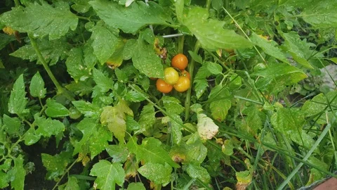 Drip Water Its Stock Videos – Royalty-Free HD & 4K Videos | Pond5