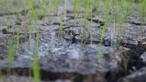 Water Drop down in Dry ground and Green ... | Stock Video | Pond5