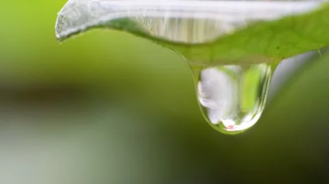 Water Drop Dripping From Leaf | Stock Video | Pond5