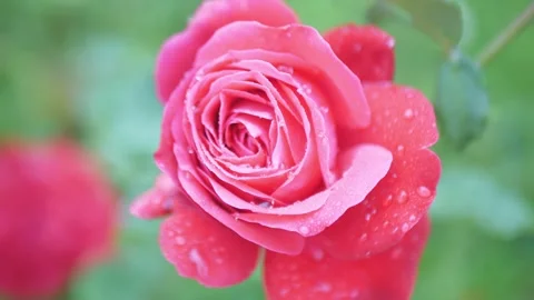 The National Flower Of Iraq | Best Flower Site