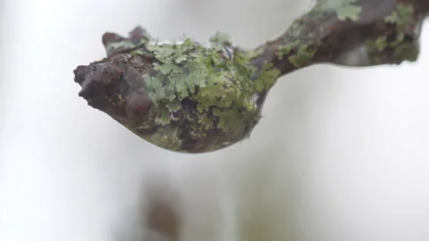 water drop falling from tree branch 4k | Stock Video | Pond5