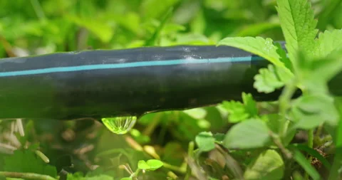 Drip Water Its Stock Videos – Royalty-Free HD & 4K Videos | Pond5