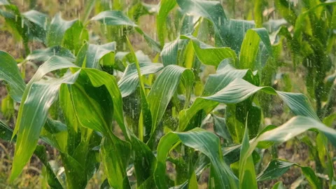 water droplet on leaf corn in the agricu... | Stock Video | Pond5