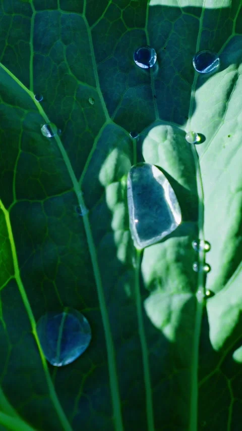 Glisten Vegatable Stock Videos – Royalty-Free HD & 4K Videos | Pond5