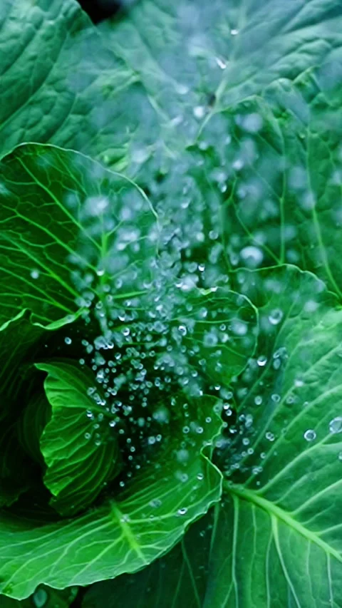 Sparkle Garden Stock Videos – Royalty-Free HD & 4K Videos