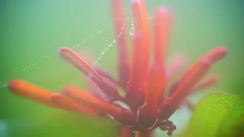 Web Red Stock Videos – Royalty-Free HD & 4K Videos | Pond5