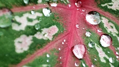 Bon Bon Texture Stock Videos – Royalty-Free HD & 4K Videos | Pond5