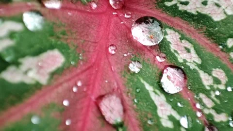 Bon Bon Texture Stock Videos – Royalty-Free HD & 4K Videos | Pond5