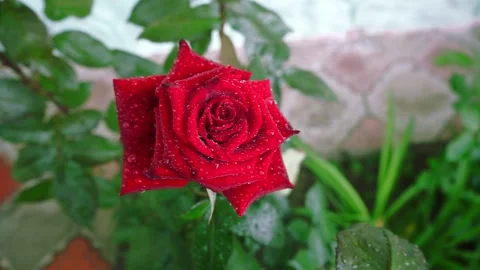 water drops falling and splashing on red... | Stock Video | Pond5