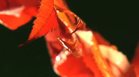 Water drops falling from zoom, detail. ... | Stock Video | Pond5