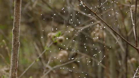 Water drops gathering on spider web in d... | Stock Video | Pond5