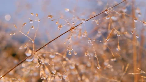 Water drops on the stalks of the field g... | Stock Video | Pond5
