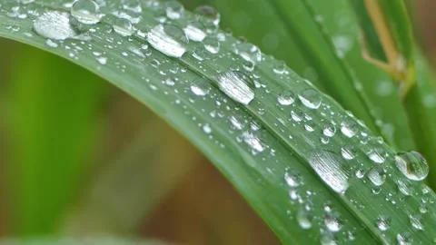 Water drops stick to the green grass. Ra... | Stock Video | Pond5