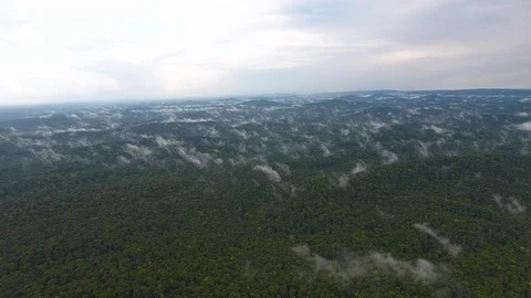 Water evaporation over the canopy in ama... | Stock Video | Pond5