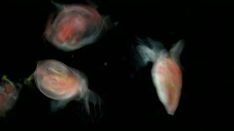water flea Daphnia pulex under a microsc... | Stock Video | Pond5