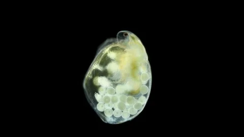 Water flea Daphnia Simocephalus vetulus ... | Stock Video | Pond5