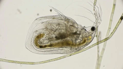 water flea daphnia under a microscope | Stock Video | Pond5