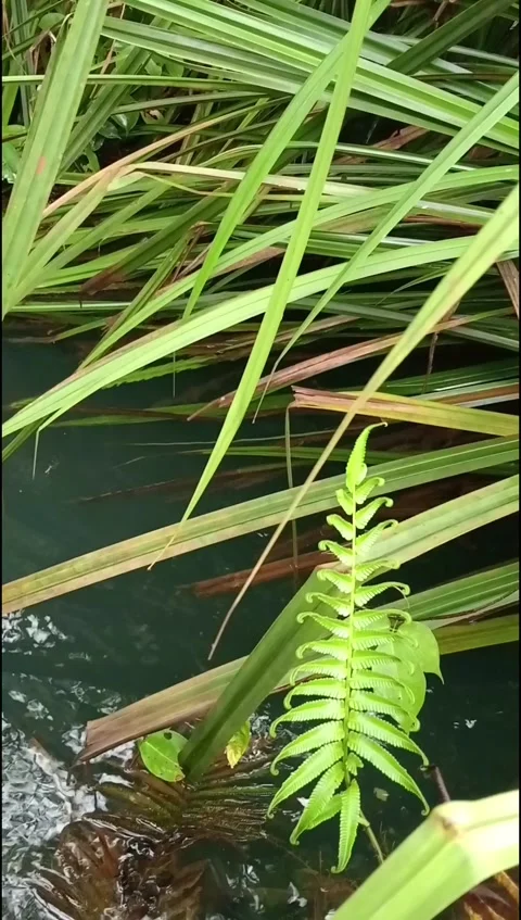 Water flow through swamp plants in Raja ... | Stock Video | Pond5