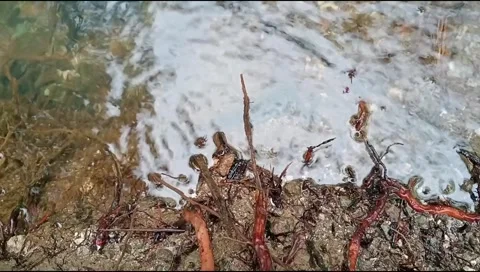 Water flow through swamp plants in Raja ... | Stock Video | Pond5