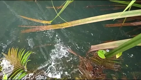 Water flow through swamp plants in Raja ... | Stock Video | Pond5