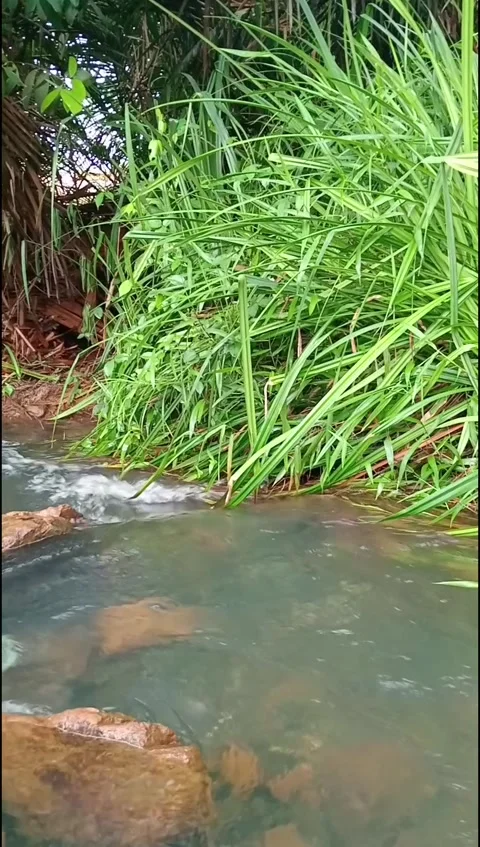 Water flow through swamp plants in Raja ... | Stock Video | Pond5