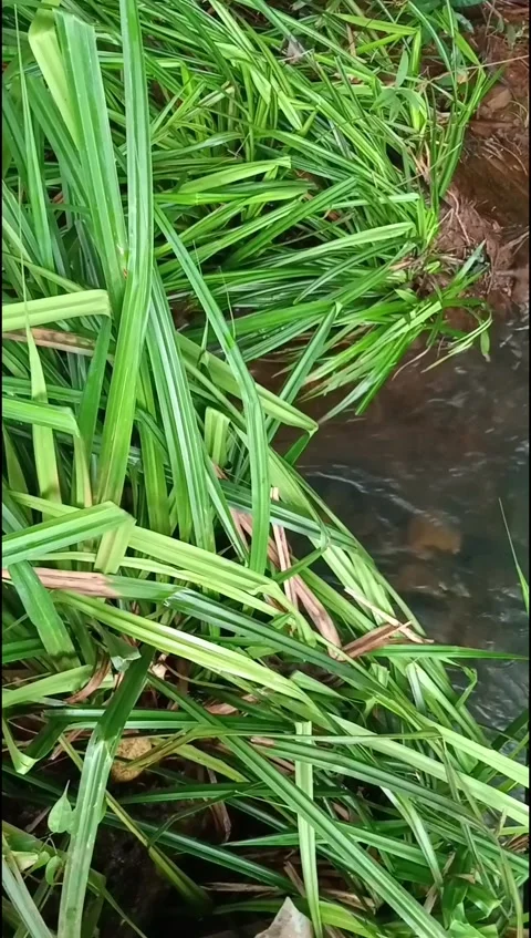 Water flow through swamp plants in Raja ... | Stock Video | Pond5