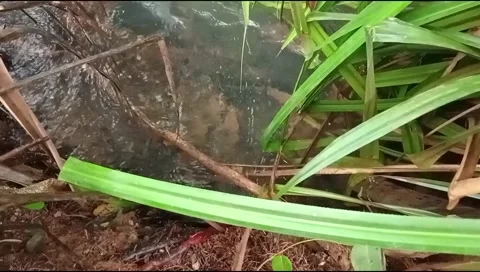 Water flow through swamp plants in Raja ... | Stock Video | Pond5