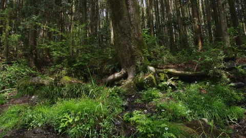 Water flow through tree roots | Stock Video | Pond5