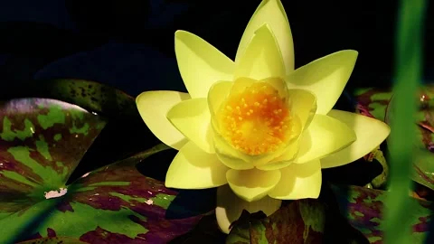 Water flows, smoke floats in, lotus flow... | Stock Video | Pond5