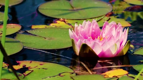 Water flows, smoke floats in, lotus flow... | Stock Video | Pond5