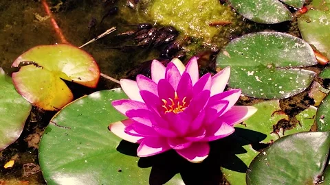 Water flows, smoke floats in, lotus flow... | Stock Video | Pond5