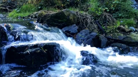 Water flows through the river in the for... | Stock Video | Pond5