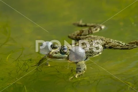 A water frog calling in a pond in Croatia Stock Photo #109309500