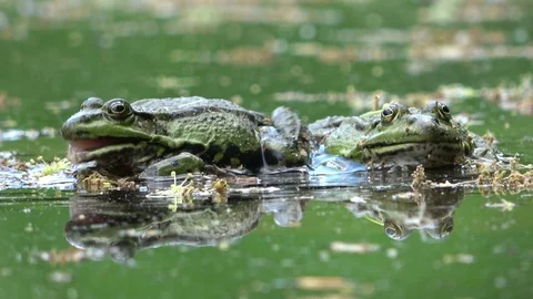 Eating Frogs Stock Videos – Royalty-Free HD & 4K Videos | Pond5