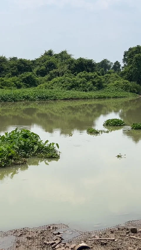 Water hyacinth Eichornia crassipes is a ... | Stock Video | Pond5