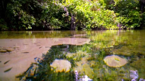 Water level shot of fish swimming in a m... | Stock Video | Pond5