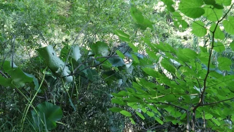 Lilly Forest Stock Videos – Royalty-Free HD & 4K Videos | Pond5