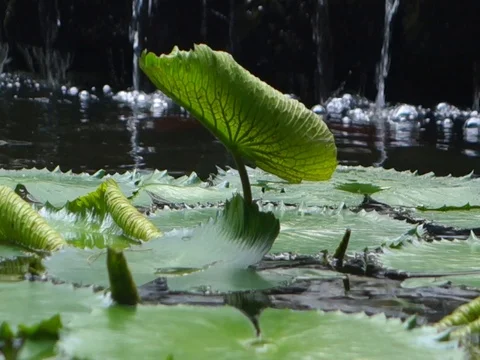 Water lily in a pond with koi fish in a ... | Stock Video | Pond5