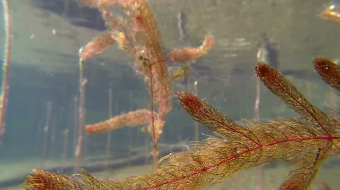 Polyp Animal Stock Footage ~ Royalty Free Stock Videos | Pond5