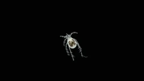 Water mite Hydrachnidia, of the family L... | Stock Video | Pond5