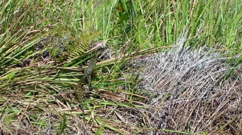 Water Monitor Video Stock Videos – Royalty-Free HD & 4K Videos | Page 2