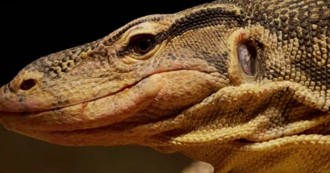 water monitor lizard blinks close up slo... | Stock Video | Pond5