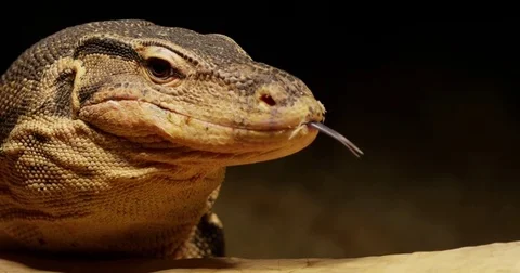 water monitor lizard neck inflating with... | Stock Video | Pond5