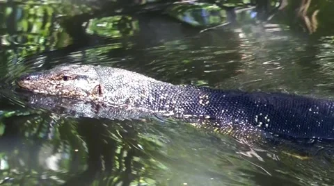 Water Monitor Video Stock Videos – Royalty-Free HD & 4K Videos