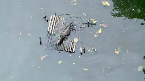 Water Monitor Video Stock Videos – Royalty-Free HD & 4K Videos