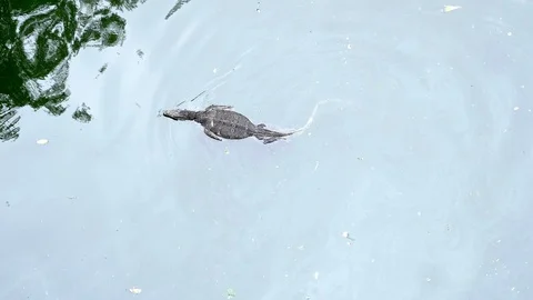 Water Monitor Video Stock Videos – Royalty-Free HD & 4K Videos | Page 3