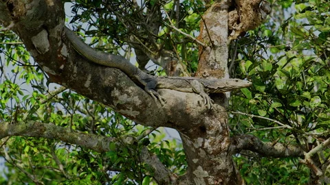 Water monitor lizard on tree in Sundarba... | Stock Video | Pond5